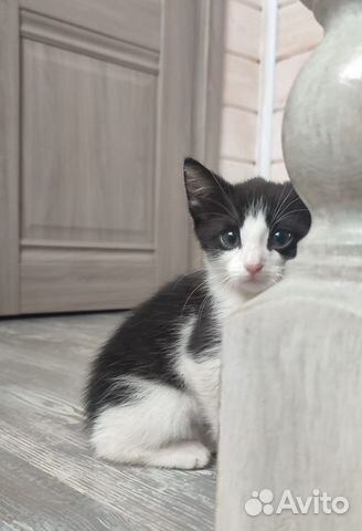 Милые котята в добрый руки
