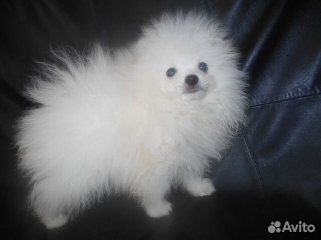 Красавчик Терри