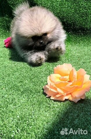 Щенки шпица помы