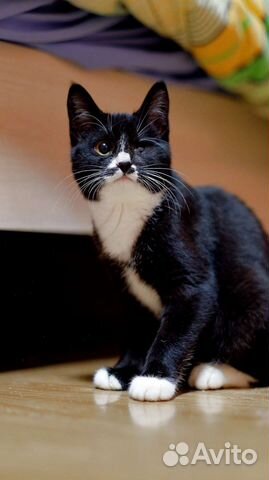 Кошка Симона