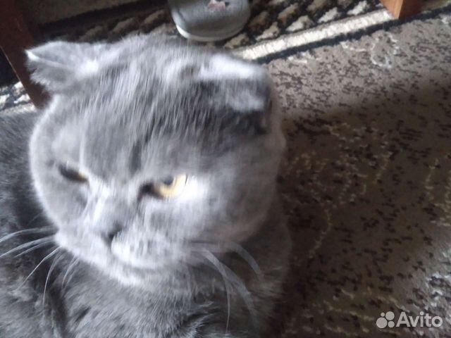 Шотландская кошка вязка