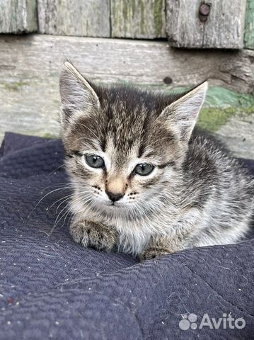 Котята в добрые руки бесплатно