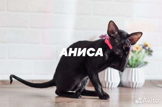 Ориентальный котёнок (девочка)