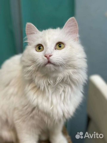 Нежная кошечка