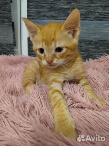 Шотландские вислоухие котята