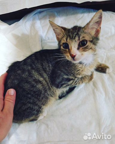 Котенок Крош