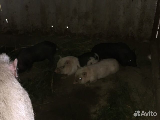 Вьетнамские поросята