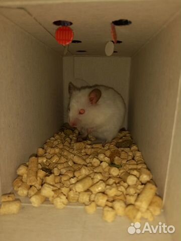 Сирийский хомяк девочка, альбинос