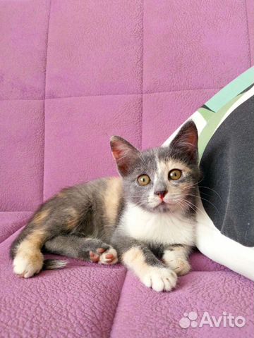 Кошечка 3мес
