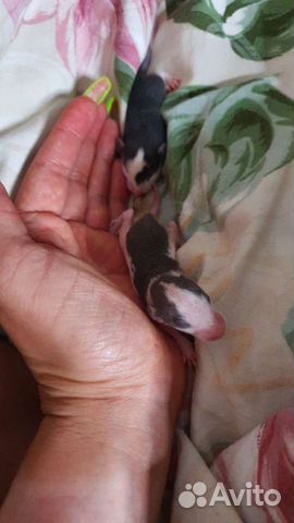 Крыски дамбо