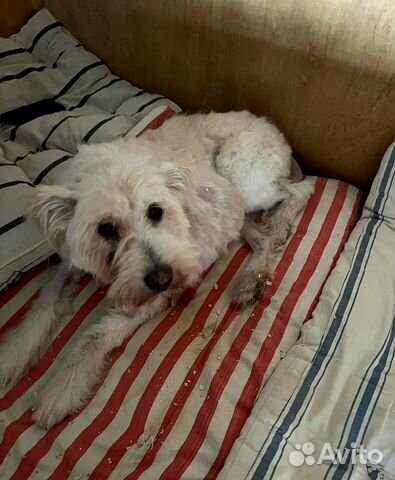 Огромная опухоль у новой подопечной собаки