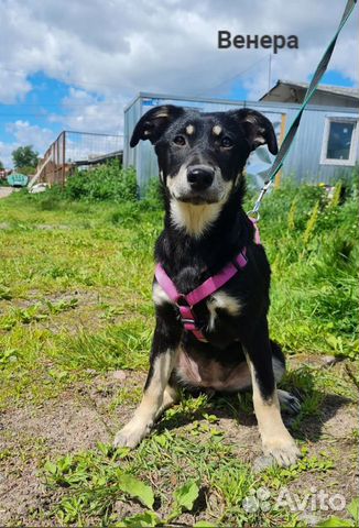 Щенки в добрые руки, бесплатно