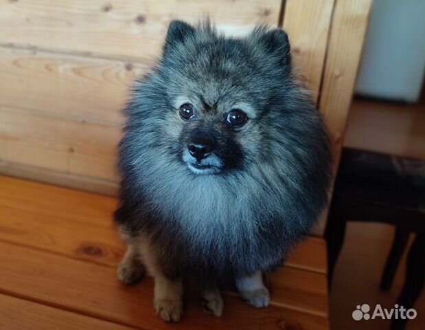 Малый шпиц для вязки