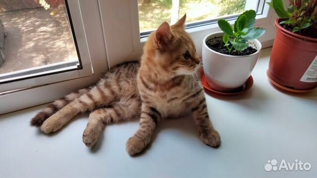 Котенок - девочка в добрые руки