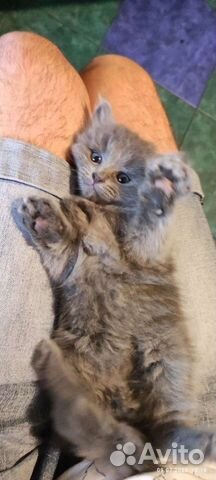 Котята породы нибелунг