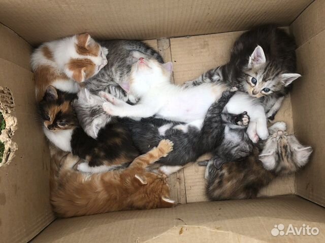 Мощные котята
