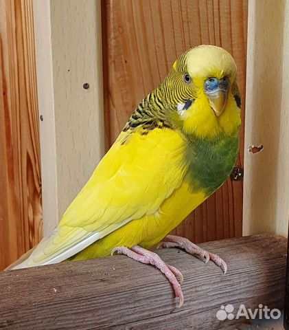 Волнистый попугай самец