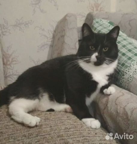 Белка в добрые руки