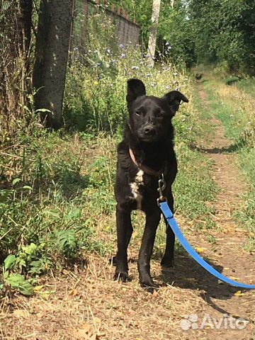 Найденный пёсик ищет дом