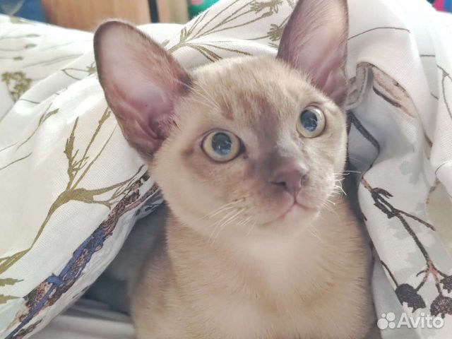 Бурманский котёнок