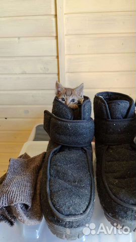 Котёнок ищет дом