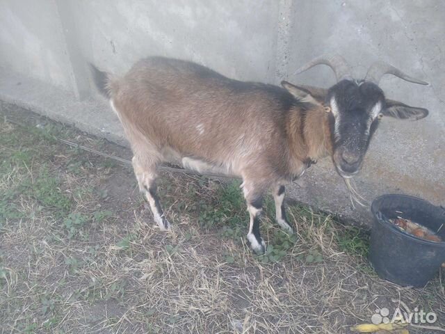 Коза дойная молочная