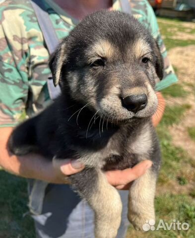 Вольт в добрые руки