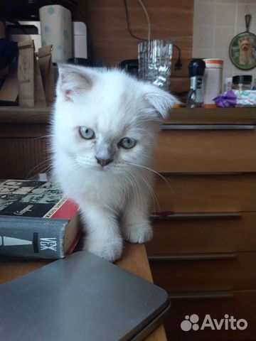 Шотландская вислоухая кошечка