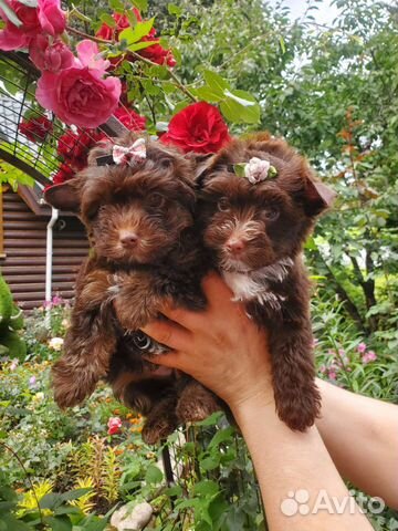 Шоколадный йорк девочка