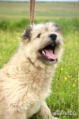 Плюшевое счастье Соня