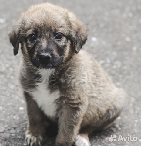 Классный щенок в добрые руки