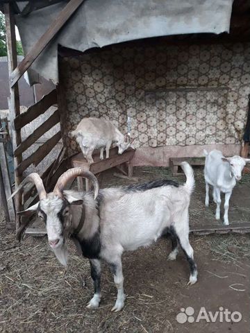 Два козлика и козёл