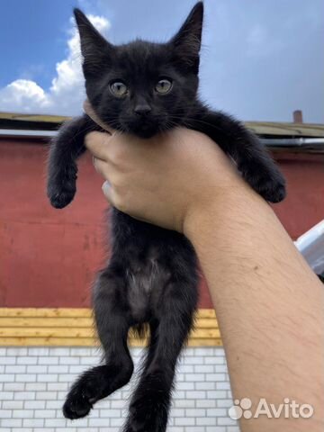 Блэк котенок в дар