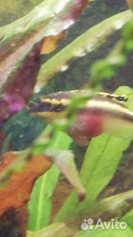 Пельвикахромисы, рыбки-попугаи