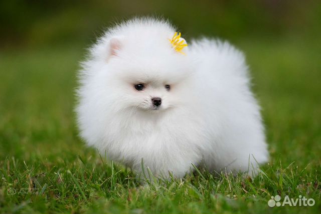 Померанский шпиц, мальчик,3 мес. светлый крем