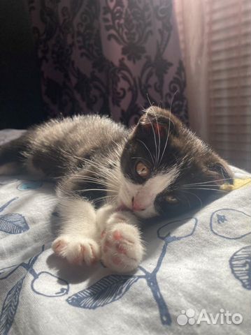 Котенок