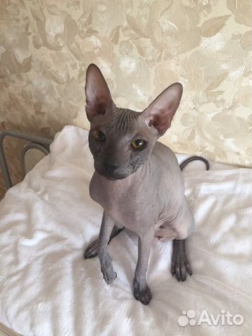 Кошечка донского сфинкса