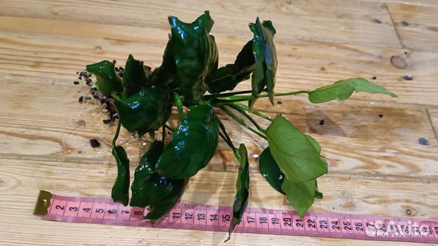 Анубиса нано