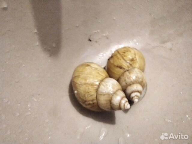 Улитки ахатины бесплатно