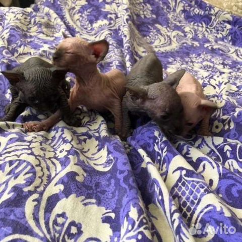 Канадский сфинкс котенок