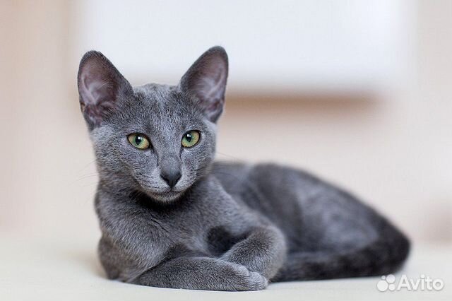 Кошка русская голубая потеряшка