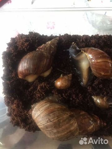 Улитки ахатины бесплатно