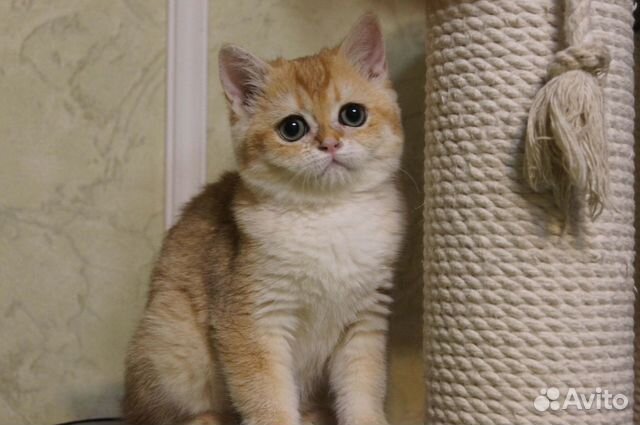 Кошка золотая шиншилла ny 11