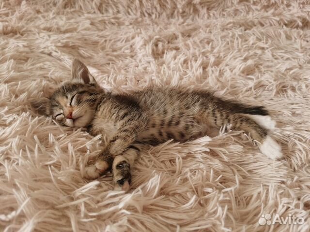 Котенок, пол-женский, возраст - 2 мес