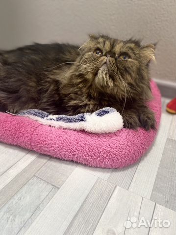 Котик в добрые руки