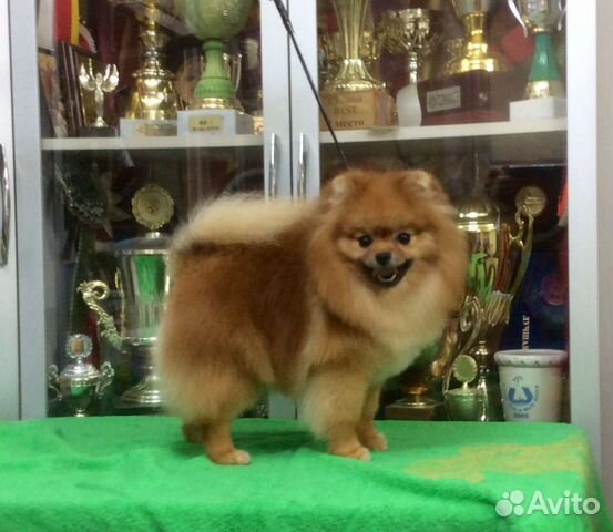 Померанский шпиц взрослая девочка