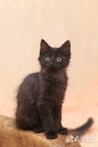 Котенок Графит в добрые руки