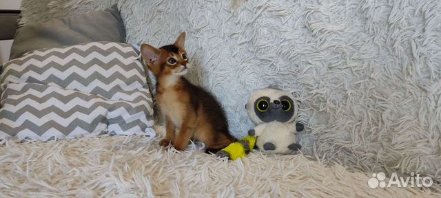 Абиссинские котята