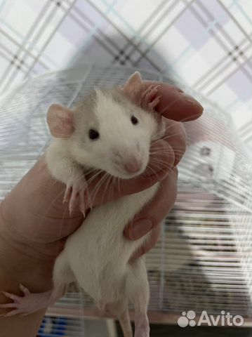 Крыски с клеткой