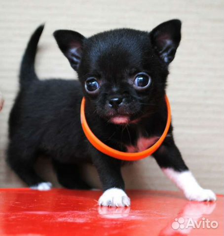 Чихуахуа - милейшая девочка